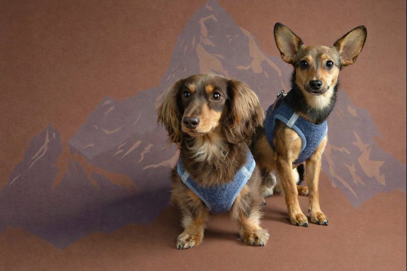 Pop-up von top dog cool cat - Strolz GmbH